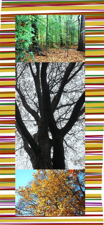 The Trees that Chose Me