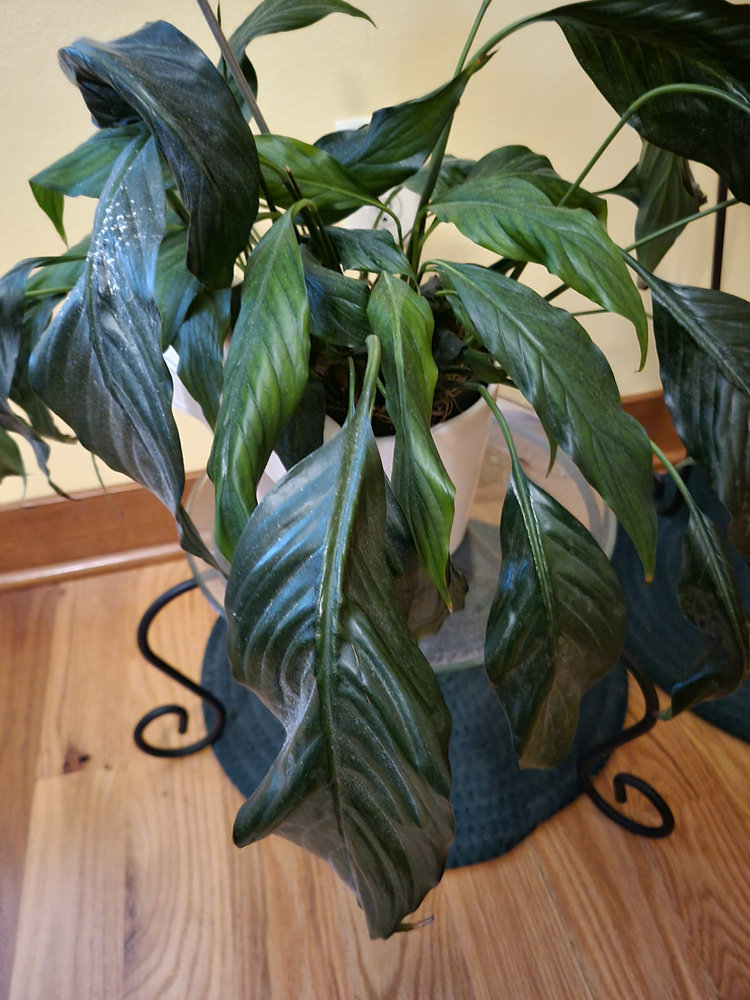 Selective Seeing (06/28/2024)