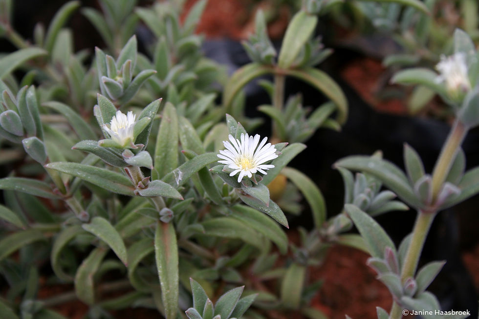 Wholesale Nursery | Ekonoplant | Krugersdorp