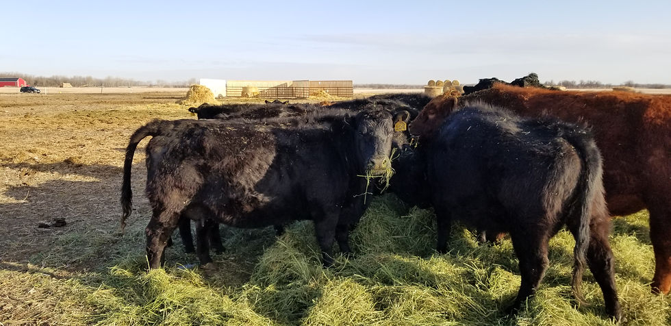 The Farm | Jackfish Creek Farm