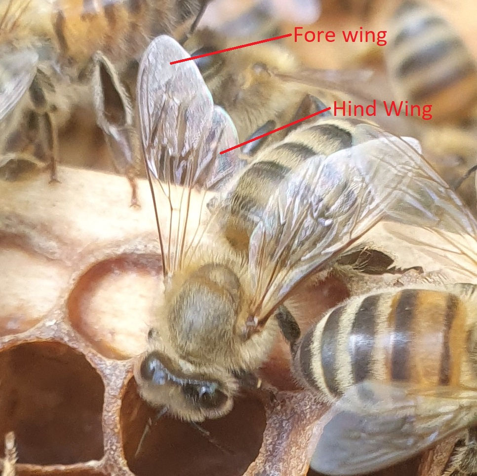 Beekeeping Basics 01: Getting started - Anatomy and Castes