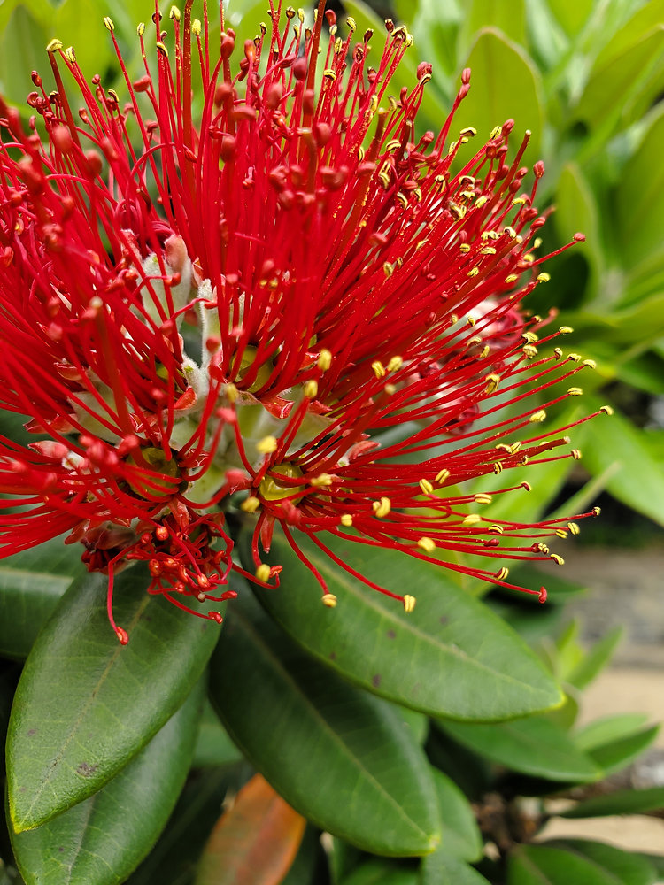 Native Plant of the Month