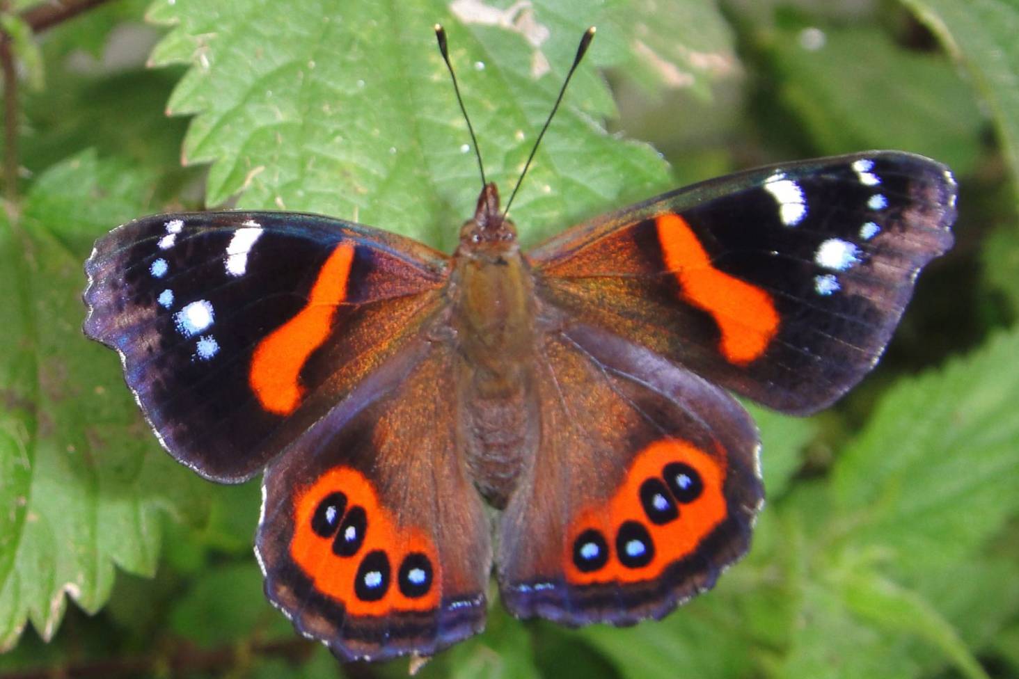 November - Ongaonga - Native Plant of the Month