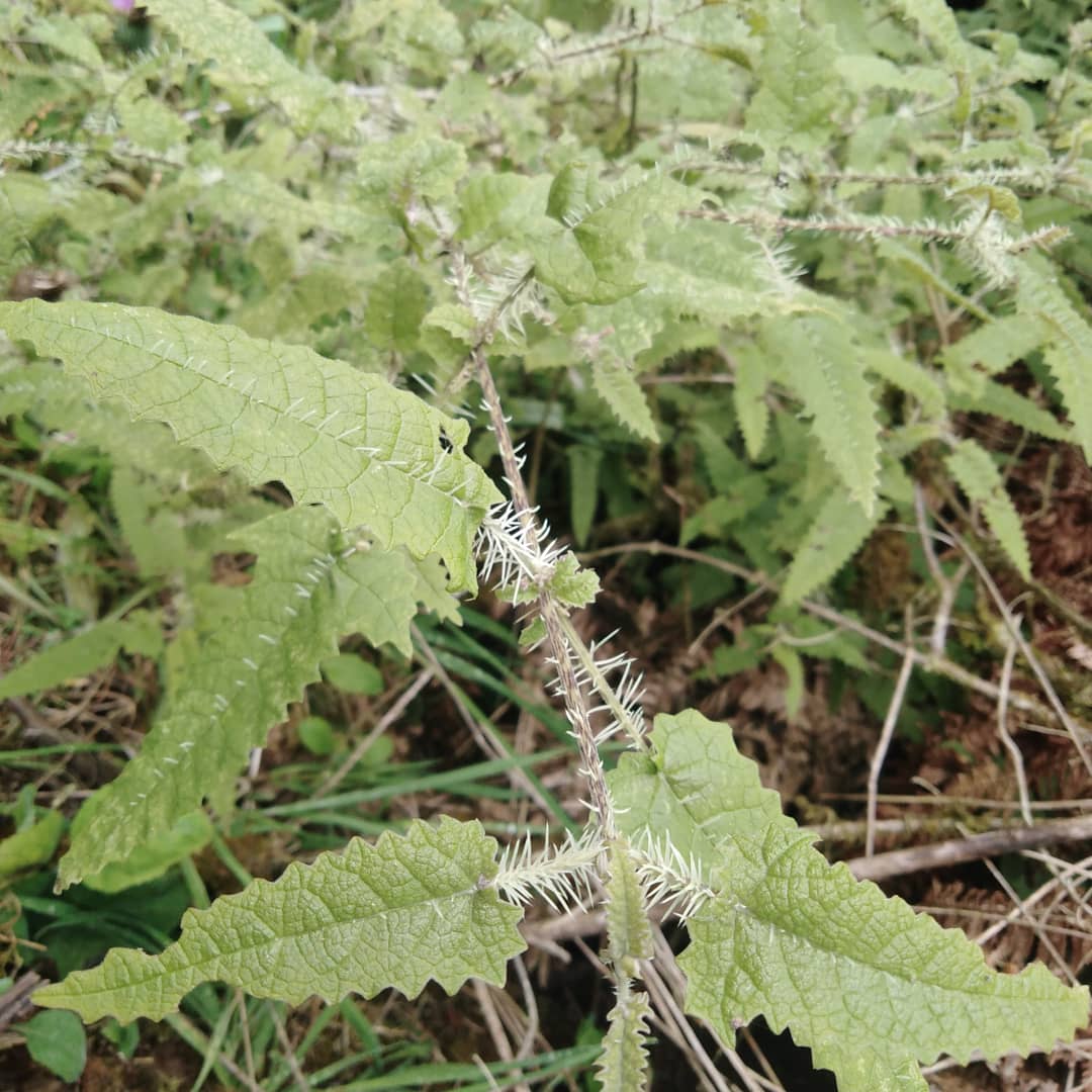 November - Ongaonga - Native Plant of the Month