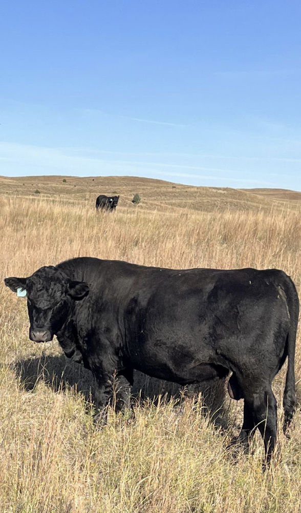 Black & Polled Proven Naturalean Bulls | Sandhills Cattle