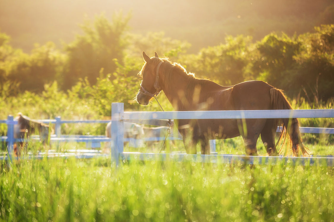 Mental Wellness | Three Moons Farm