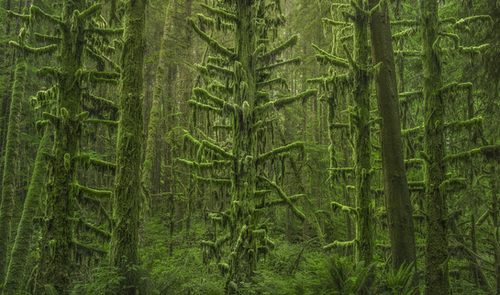 Avenue of Time | WildLightExposures