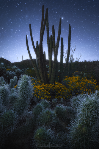 Intertwined | WildLightExposures