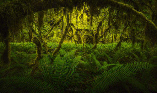 The Lair | WildLightExposures