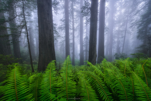 Symbiosis | WildLightExposures