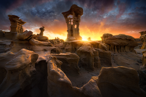 Throne to the King | WildLightExposures