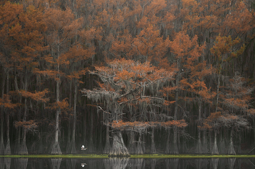 Voyeur | WildLightExposures