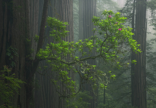 Parasite | WildLightExposures