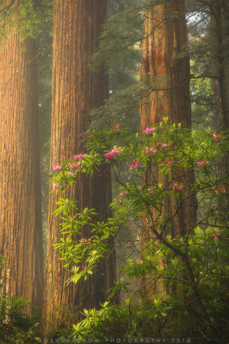 Fangorn Forest | WildLightExposures