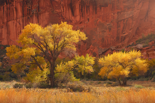 Father Tree | WildLightExposures