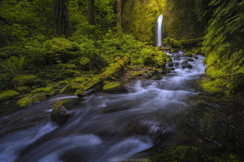 Lush | WildLightExposures