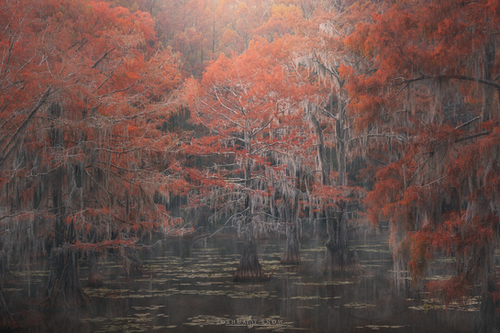 Bayou on Fire | WildLightExposures