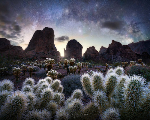Cactus Garden | WildLightExposures