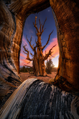 Angels of the Forest | WildLightExposures