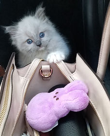 Nebraska Ragdoll Kittens | Ragdoll Islands | Cats