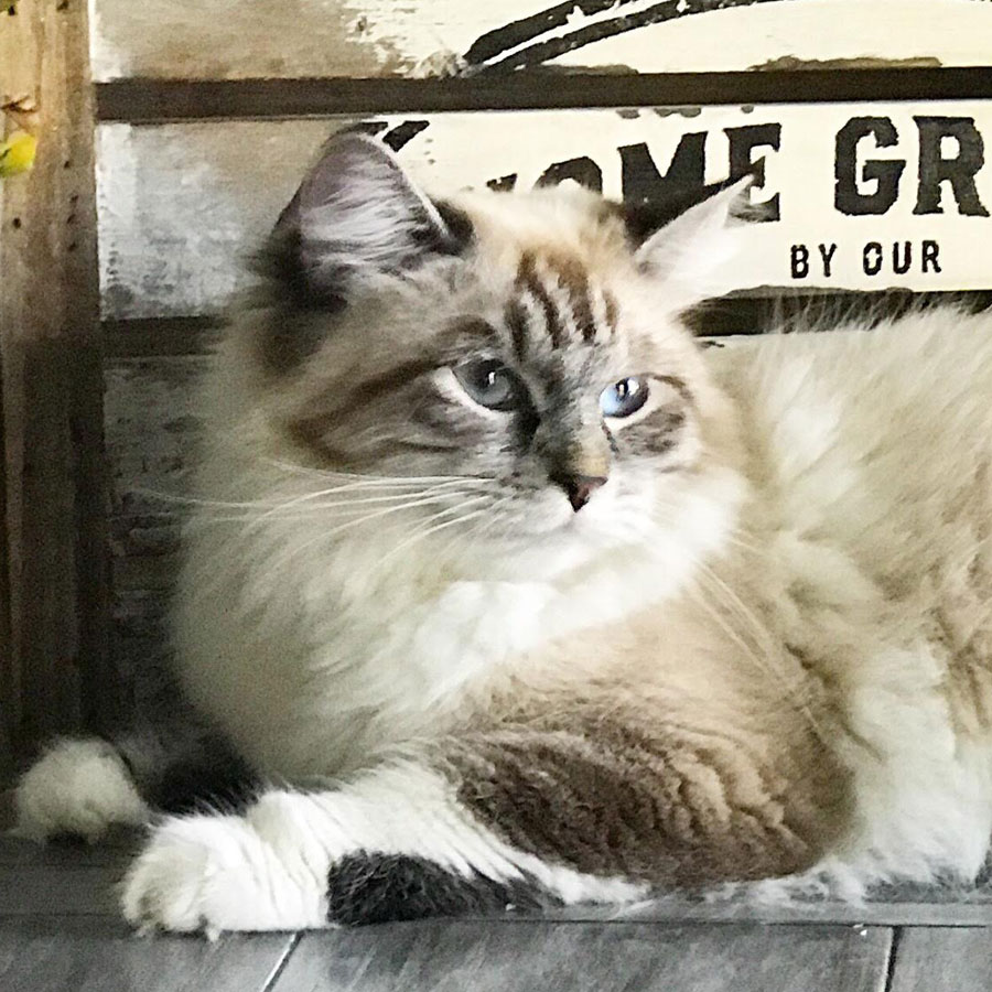 Females | Siberian Life
