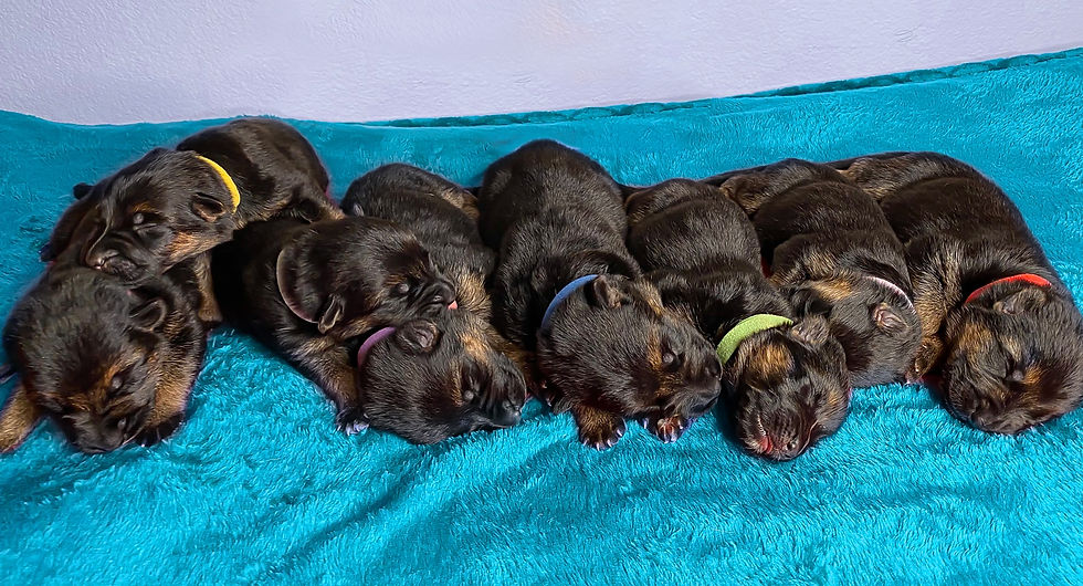 How to Reserve a puppy | Acehaven