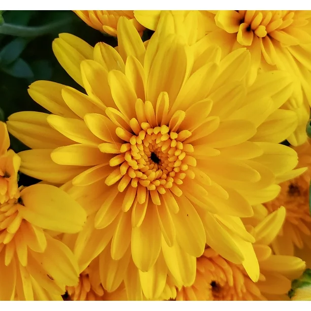 Shop | Michael's Garden Ctr