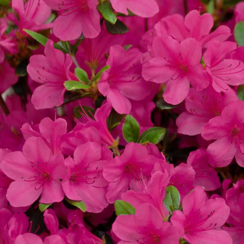 Girard's Renee Michelle Azalea | Michael's Garden Ctr