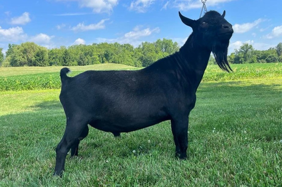 Kirk Farms Nigerian Dwarf Bucks | Kirk Farms