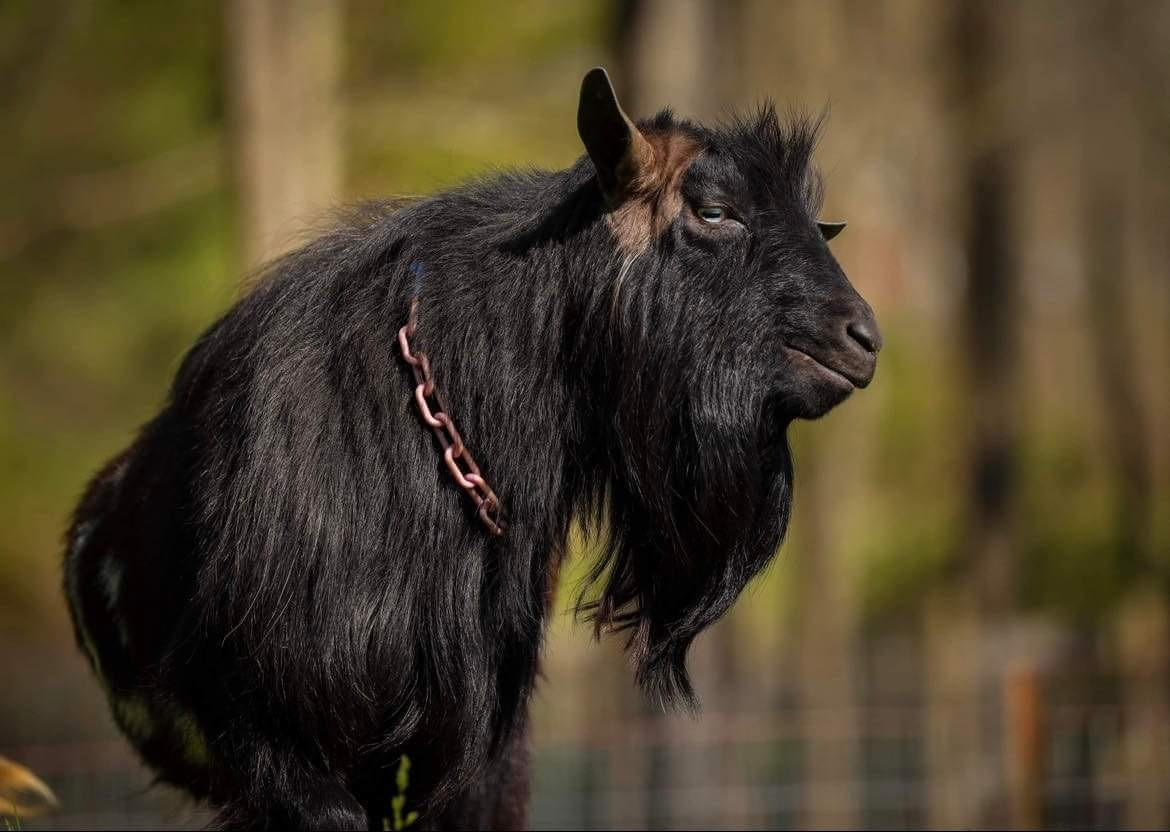 Old Mountain Farm Brown Ear | Kirk Farms