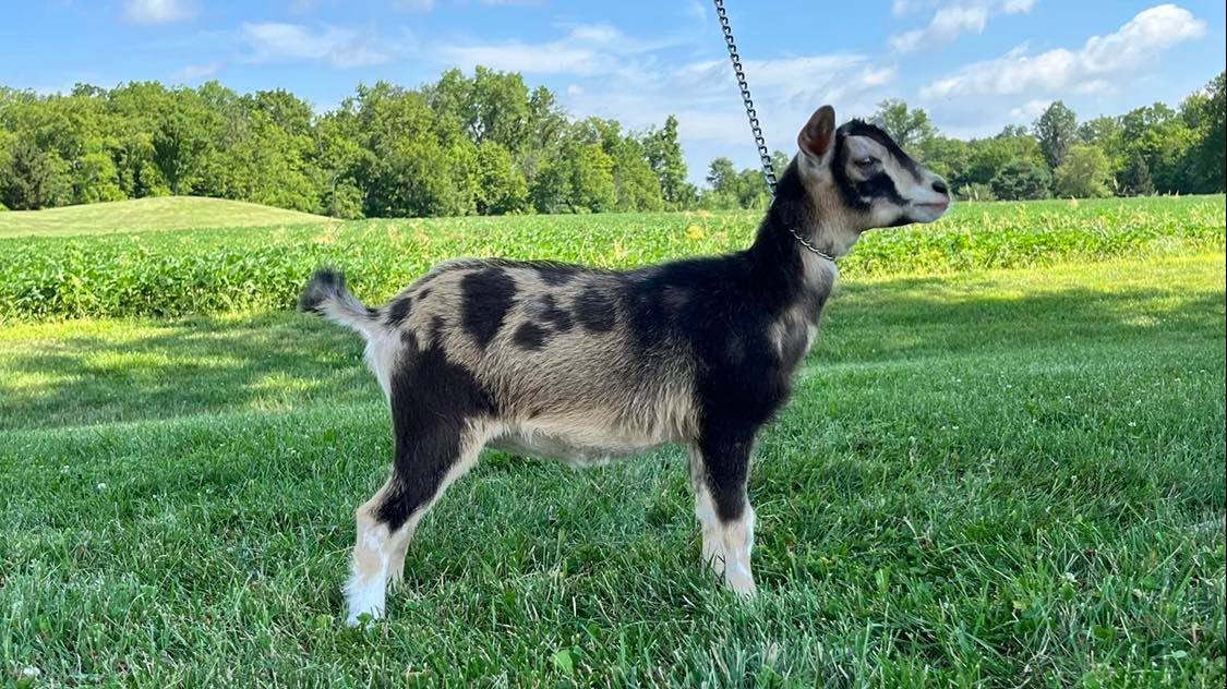 Dill's DD BFF | Kirk Farms