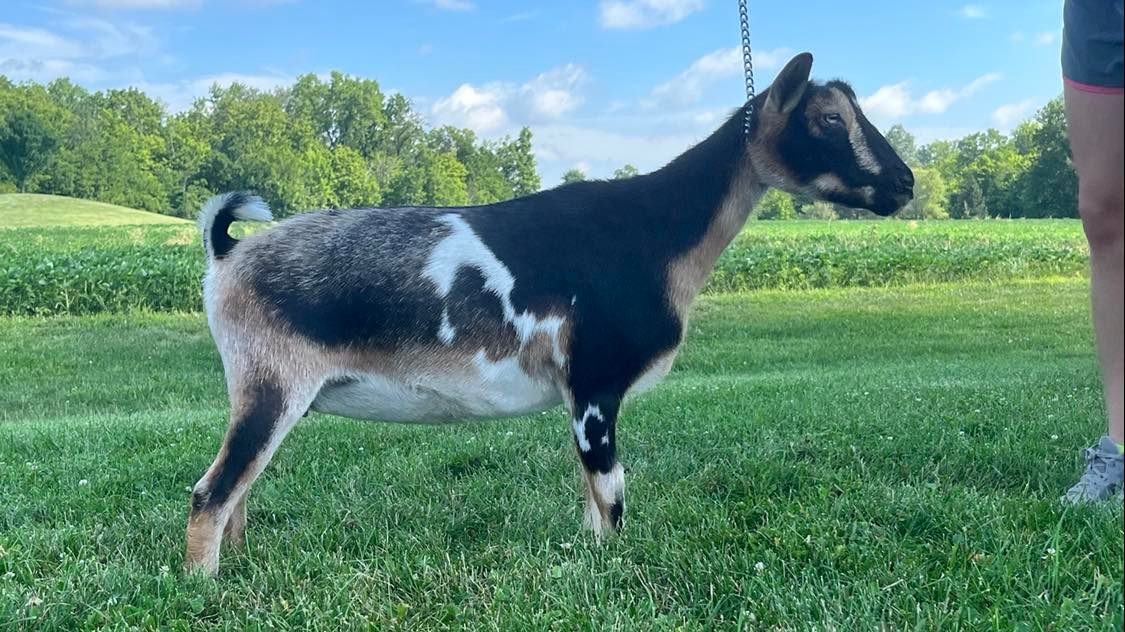 Kirk Farms LI Poppyseed | Kirk Farms