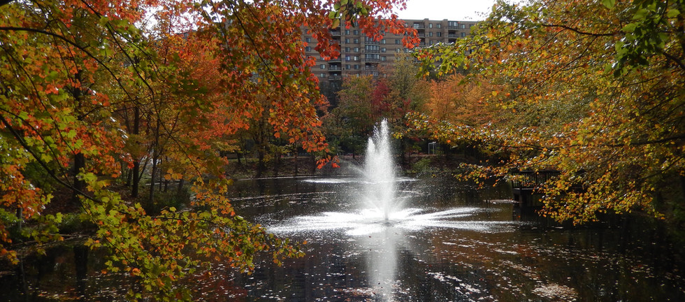 ABOUT | Rotonda Website