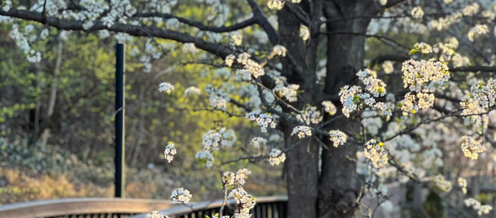 ABOUT | Rotonda Website