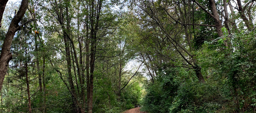 ABOUT | Rotonda Website