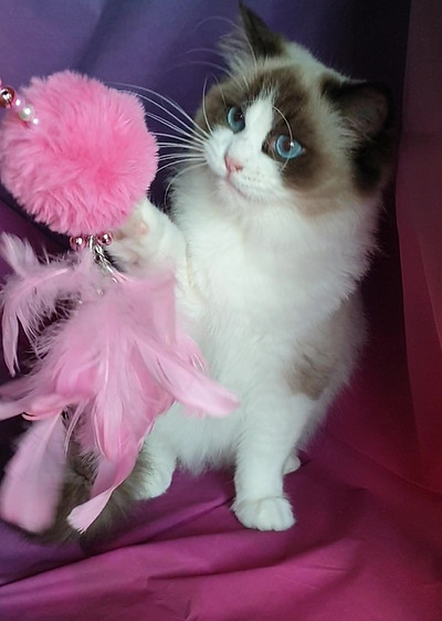 Nos Femelles Ragdolls | Chatterie Of Queen's Elixir