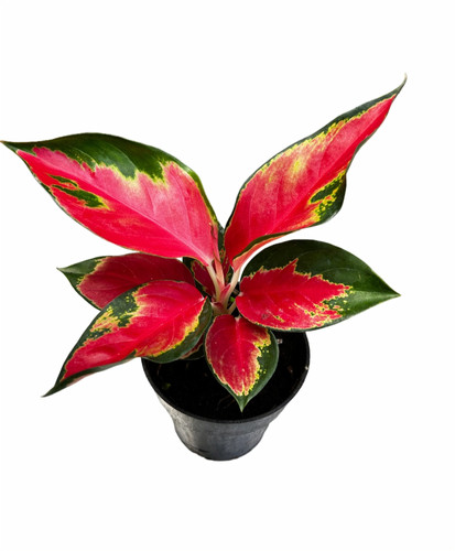 Aglaonema Sukson | Vivero Río Frío