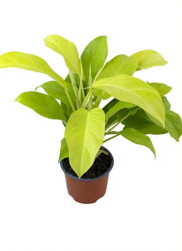 Filodendro Amarillo | Vivero Río Frío