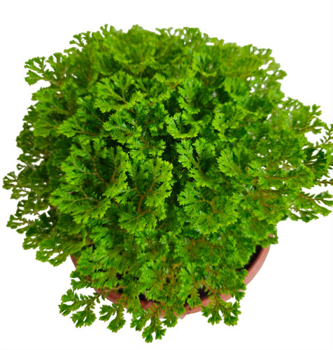 Helecho Spike Moss | Vivero Río Frío