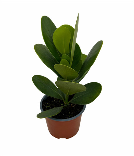 Copey Hoja Grande | Vivero Río Frío