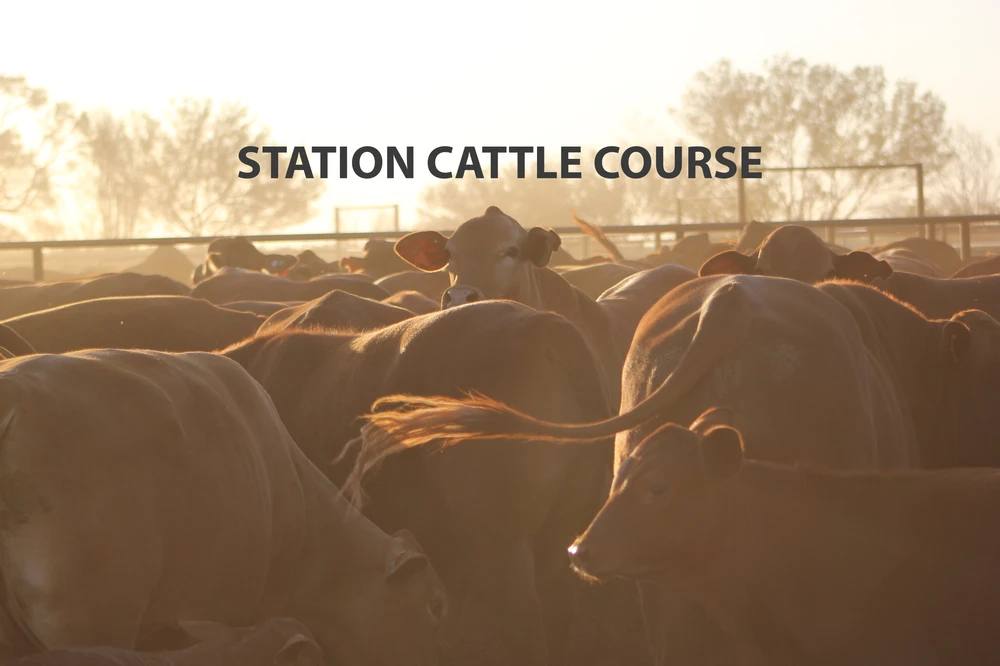 Station Cattle Course | youngaussiefarmers