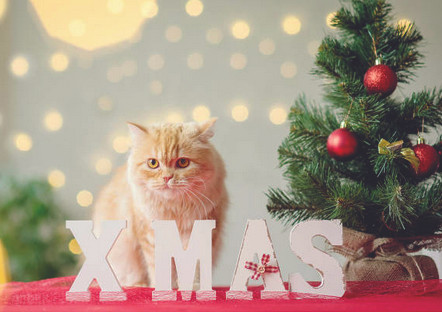 Gift Cards | Catastrophe Cat Grooming | Livermore, CA