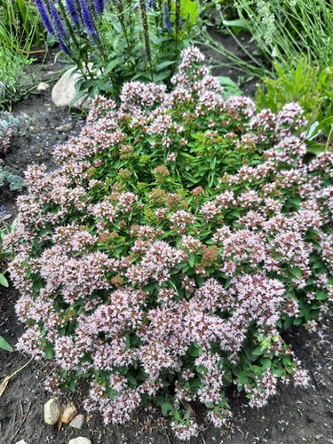 Origanum vulgare ´Compactum´/Harilik pune ´Compactum´ | Lepiku-Mardi Talu
