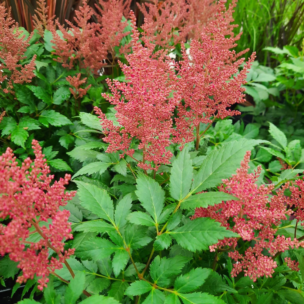 Astilbe japonica ´Montgomery ´/ jaapani astilbe ´Montgomery ´ | Lepiku ...