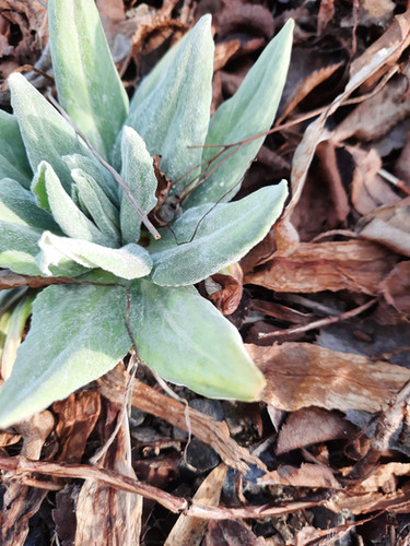 Primula chionantha subsp. sinopurpurea / lumivalge priimula | Lepiku ...