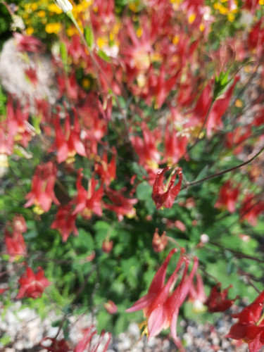 Aquilegia canadensis 'Little Lanterns'/kanada kurekell ´Little Laterns ...