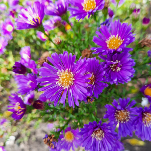Aster dumosus´Island Samoa ´/madal aster ´Island Samoa ´ | Lepiku-Mardi ...