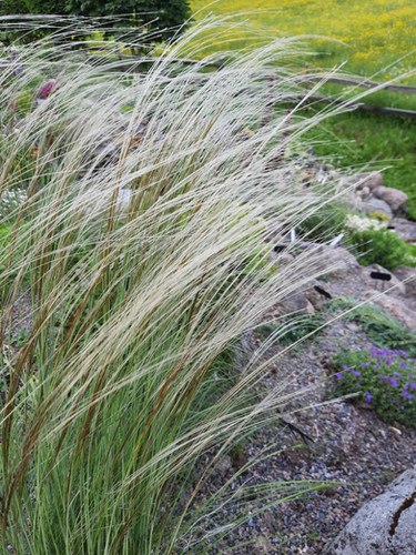 Stipa barbata / habe-stepirohi | Lepiku-Mardi Talu
