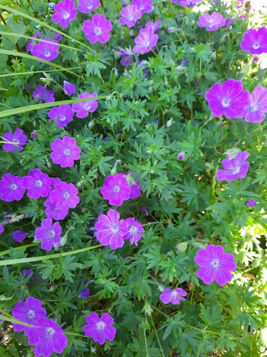Geranium sanguineum ´Max Frei ´/verev kurereha ´Max Frei ´ | Lepiku ...