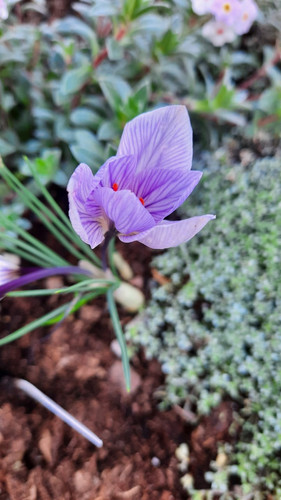 Crocus hadriaticus ´Jirka ´ / joonia krookus ´Jirka ´ | Lepiku-Mardi Talu